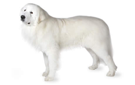 Great Pyrenees Dog Breed Information, Pictures, Characteristics & Facts ...