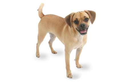 Puggle Dog Breed Information, Pictures, Characteristics & Facts – Dogtime