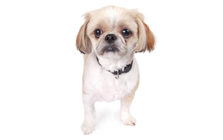 Peekapoo Hybrid Dog Breed Information, Pictures, Characteristics ...