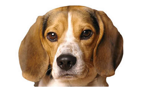 Pocket Beagle Dog Breed Information, Pictures, Characteristics & Facts ...