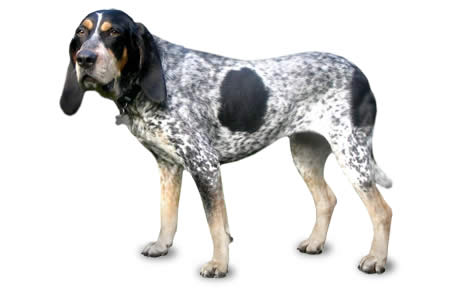 Bluetick Coonhound Dog Breed Information, Pictures, Characteristics ...