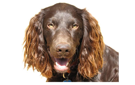 Boykin Spaniel Dog Breed Information, Pictures, Characteristics & Facts ...