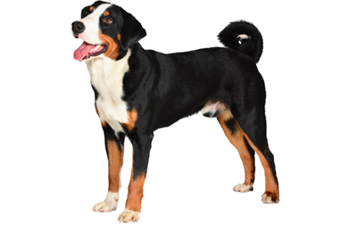 Appenzeller Sennenhunde Dog Breed Information, Pictures ...