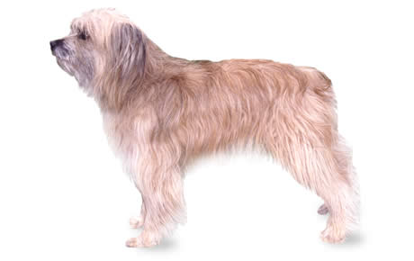 Pyrenean Shepherd Dog Breed Information, Pictures, Characteristics ...