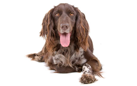 Small Munsterlander Pointer Dog Breed Information, Pictures ...