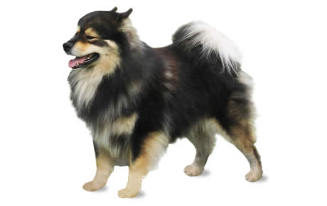 Finnish Lapphund Dog Breed Information, Pictures, Characteristics ...