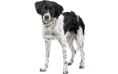 Stabyhoun Dog Breed Information, Pictures, Characteristics & Facts ...
