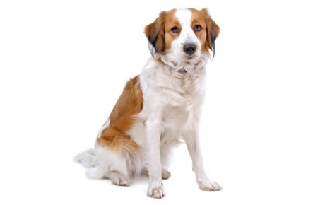 Kooikerhondje Dog Breed Information, Pictures, Characteristics & Facts ...