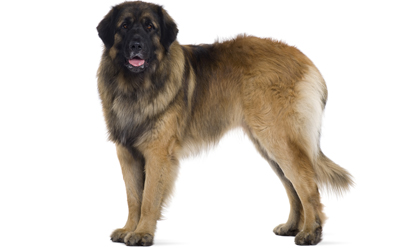 Leonberger Dog Breed Information, Pictures, Characteristics & Facts ...