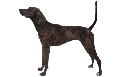 Treeing Tennessee Brindle Dog Breed Information, Pictures ...