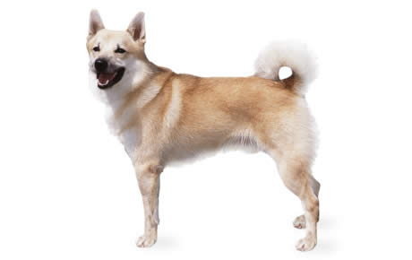 Norwegian Buhund Dog Breed Information, Pictures, Characteristics & Facts