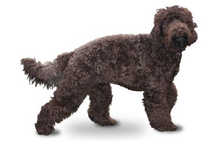Barbet Dog Breed Information, Pictures, Characteristics & Facts