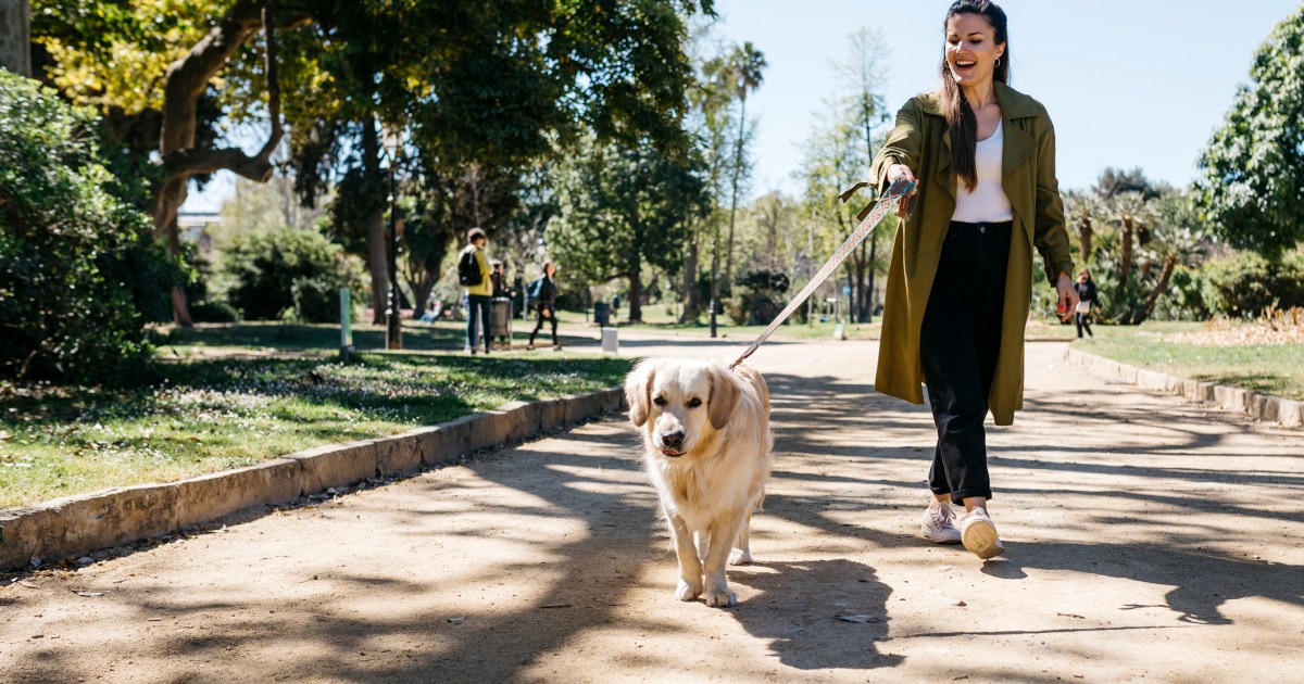 How to Choose a Dog Walker for Your Pup - DogTime