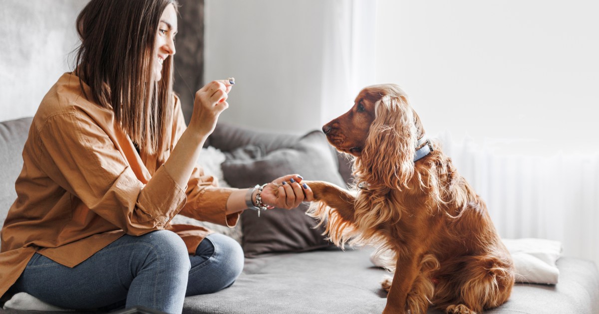 How to Use Positive Reinforcement Training With Your Dog
