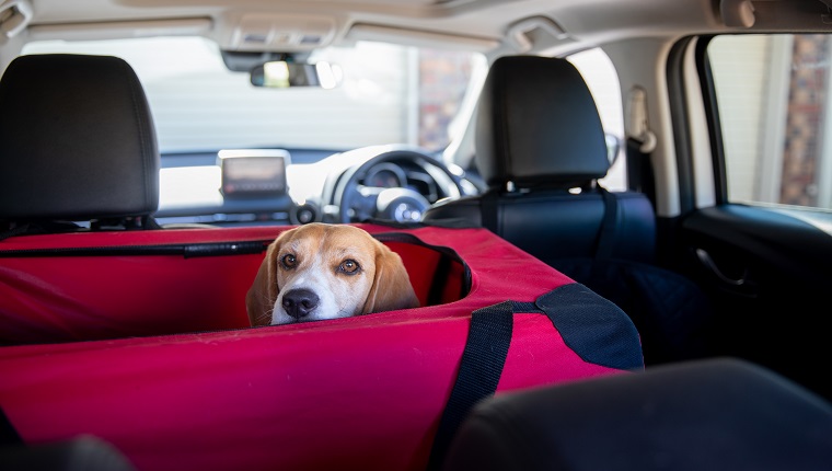 What Should You Do If Your Dog Barks Non-Stop In The Car? - DogTime