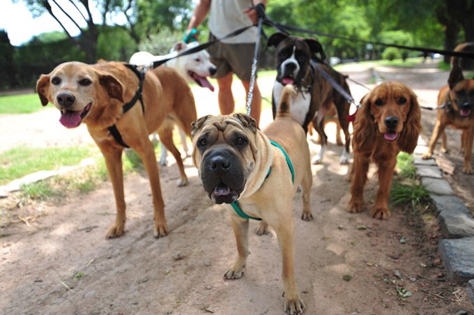 Careers, Jobs, And Other Ways To Work With Dogs - DogTime