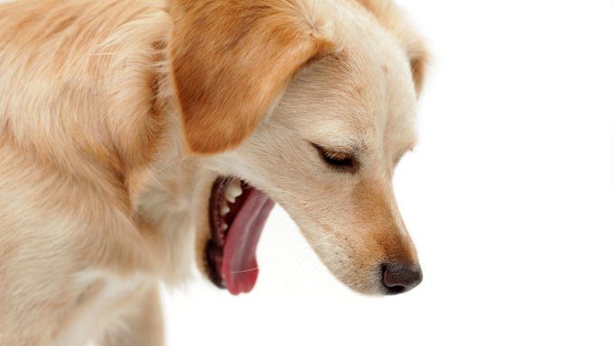 Dear Labby: My Dog Vomits Every Few Weeks! Is That Normal? - DogTime