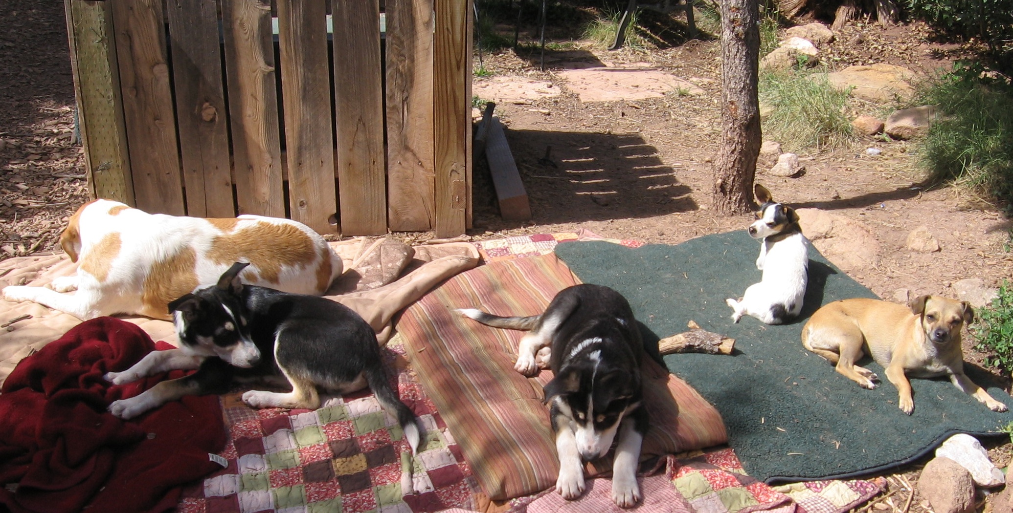 Hoarding: how many pets is too many? - DogTime