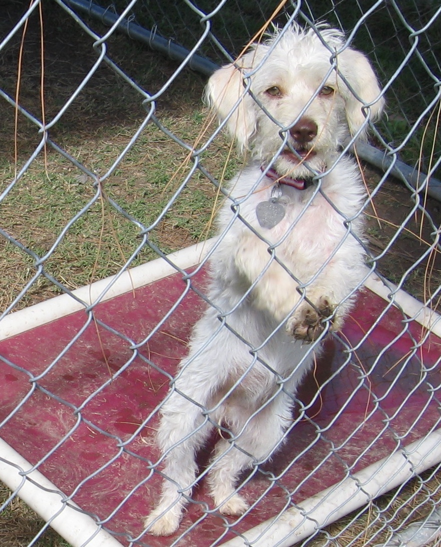 How dogs perceive time - and how they're affected by our absence - DogTime