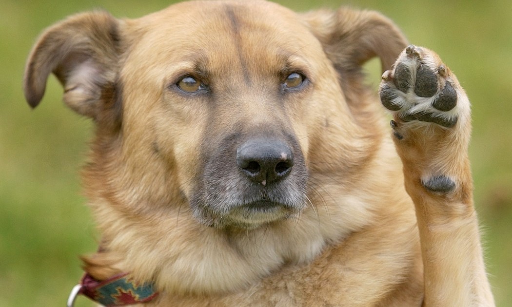 Are dogs right-handed or left-handed? - DogTime