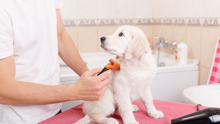 Handling Your Puppy To Prepare Them For Vet Exams & Grooming - DogTime