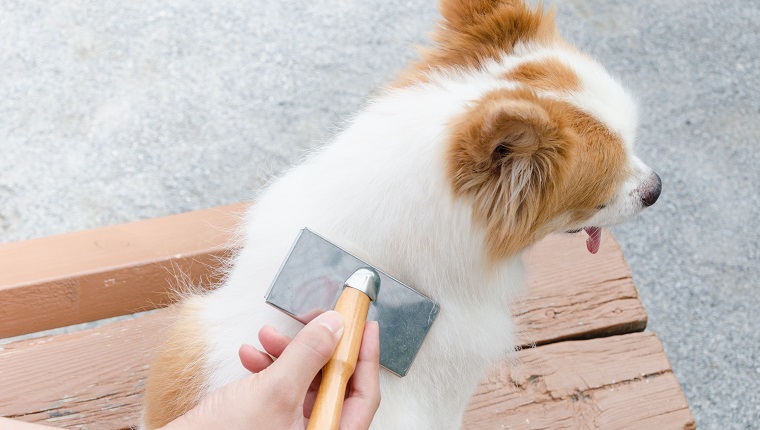 Handling Your Puppy To Prepare Them For Vet Exams & Grooming - DogTime