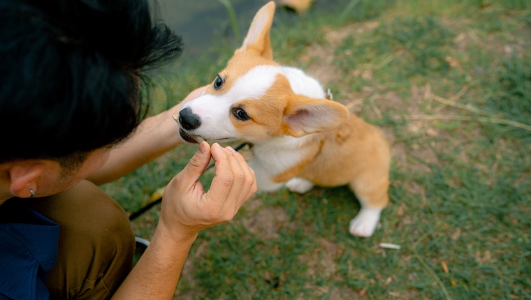 Handling & Gentling: How To Get Your Puppy Comfortable With Human Touch ...