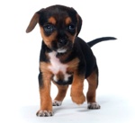 Project Puppy: the all-important Gotcha! game - DogTime