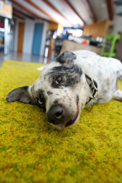 Muttville adopts out its 1000th dog - DogTime