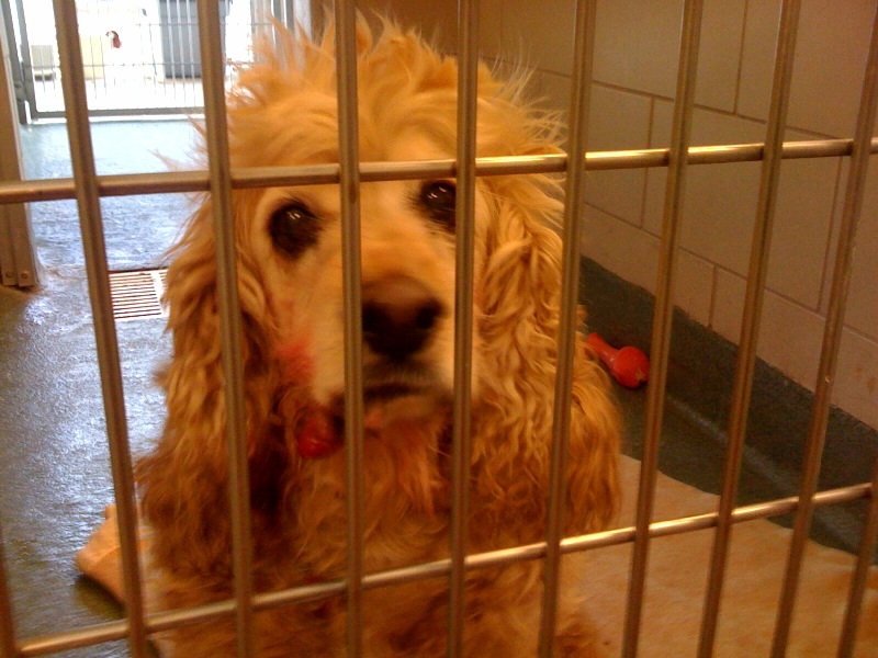 No Kill, euthanasia, and fates worse than death - DogTime