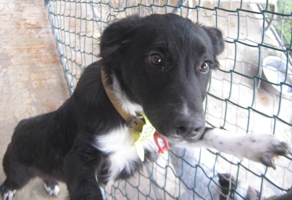 My 7th lesson: No Kill must cast a wider net; first step is a name ...