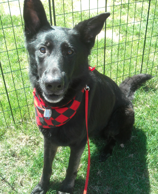 Save a Dog App Leads to Real Fostering, Volunteering - DogTime