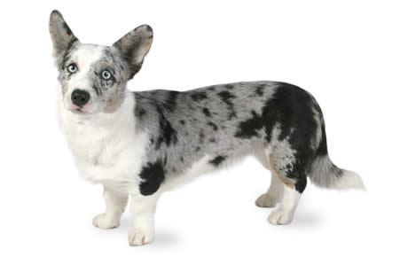 Cardigan Welsh Corgi Dog Breed Information, Pictures, Characteristics ...