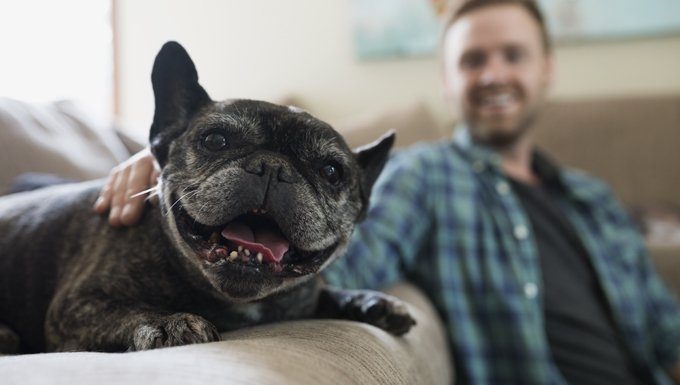 Neutering Your Male Dog: What You Need To Know - DogTime