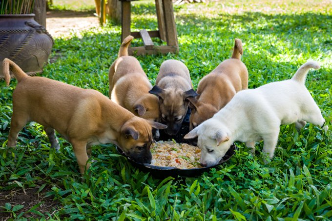 Feeding A Puppy - A Complete Guide - DogTime