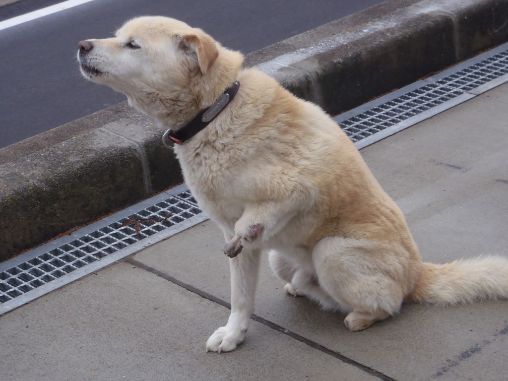 Hero for the animals of Fukushima - DogTime