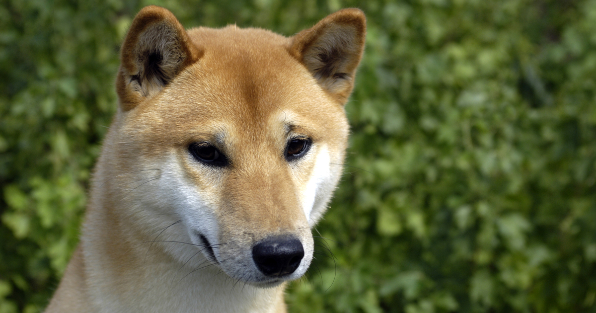 Biblical Canaan Dog breed endangered in native land - DogTime