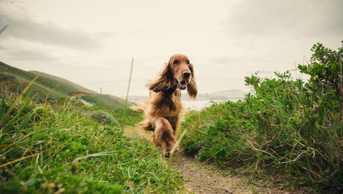 Saint Patrick’s Day: 5 Irish Dog Breeds To Celebrate