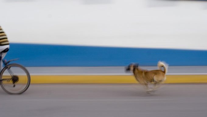 'Help! My Dog Is Chasing Everything!' Here's What You Can Do - DogTime
