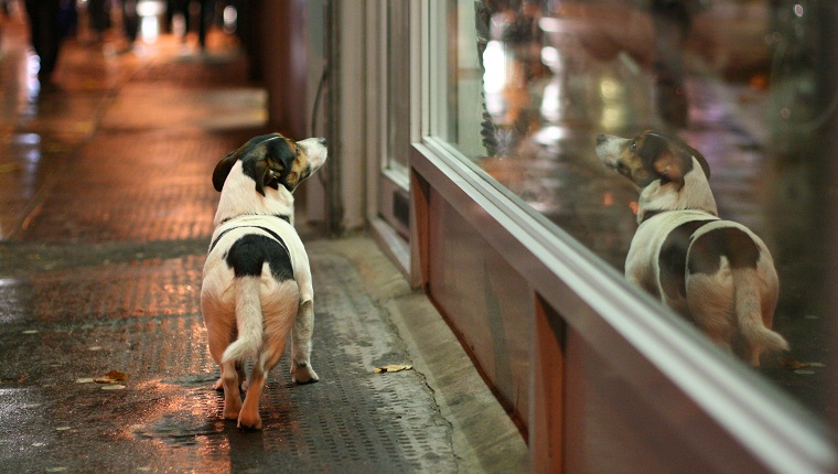 Escaping Dogs: Why Dogs Try To Escape & How You Can Stop The Habit ...
