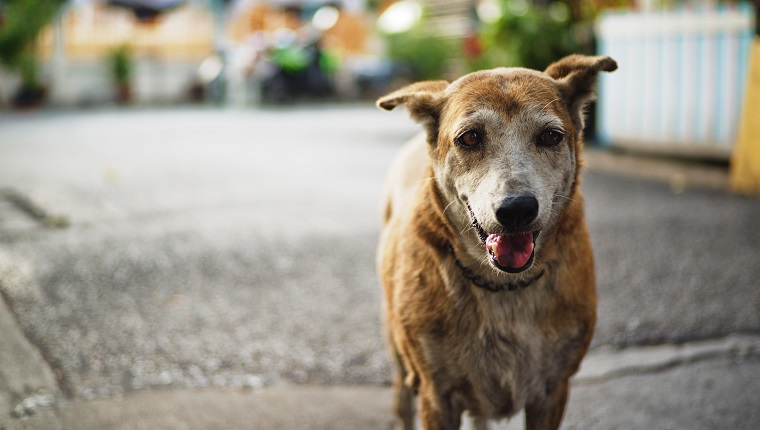 Escaping Dogs: Why Dogs Try To Escape & How You Can Stop The Habit ...