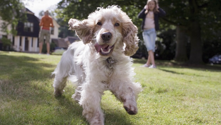 Escaping Dogs: Why Dogs Try To Escape & How You Can Stop The Habit ...