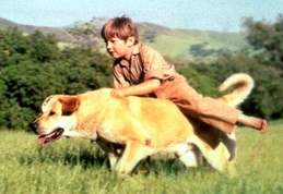 Dear Labby: I don't love a friend's Facebook photo - DogTime