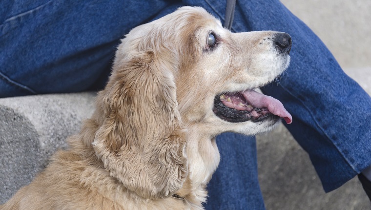 Living With A Blind Dog: Tips For Prepping, Approaching, & Training ...