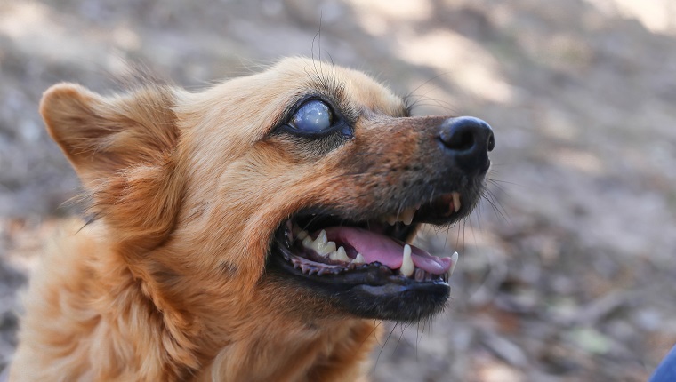 Living With A Blind Dog: Tips For Prepping, Approaching, & Training ...