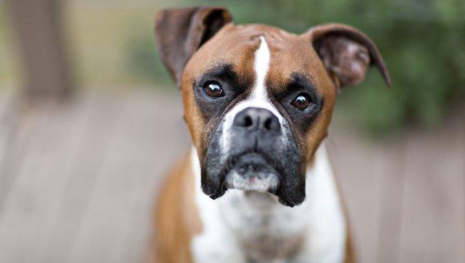 Boxer Dog Breed Information & Characteristics