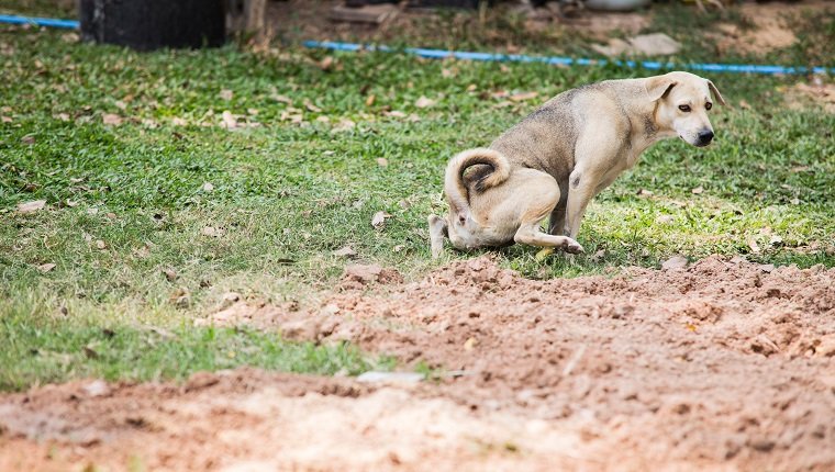 Dog Constipation: Symptoms, Causes, & Treatments - DogTime