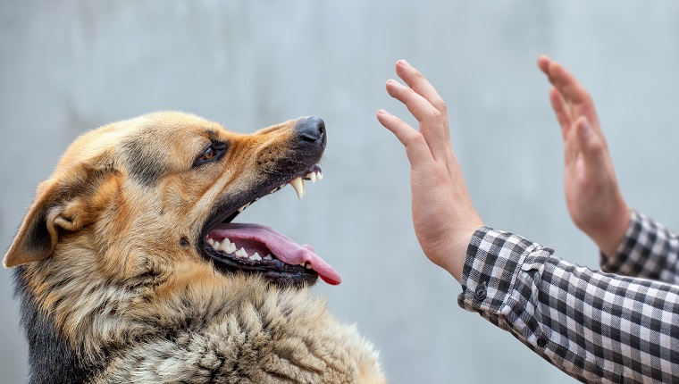 Dog Aggression Toward People: Causes, Treatment, & Prevention - DogTime
