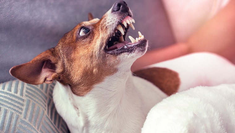 Dog Aggression Toward People: Causes, Treatment, & Prevention - DogTime