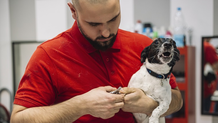 Dog Nail Care: Steps For Trimming & Treating Your Dog's Nails - DogTime